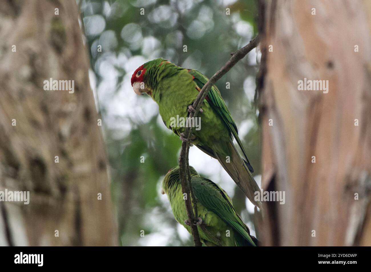 Red-masked Parakeet (Psittacara erythrogenys Stock Photo - Alamy