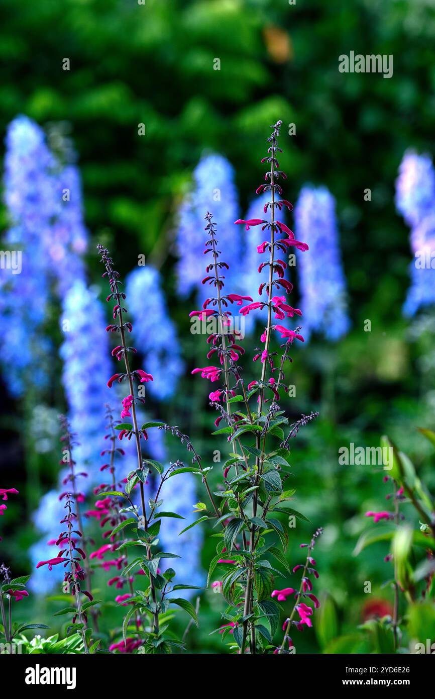 Purple and blue flower combination hi-res stock photography and images ...
