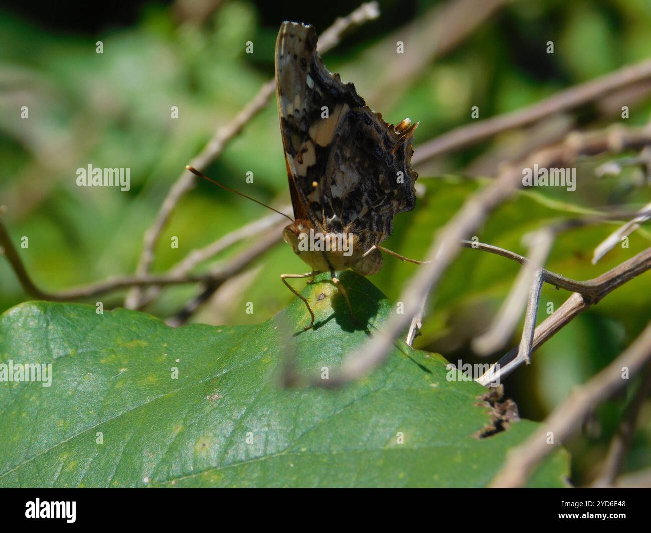 Bella Mapwing (Hypanartia bella Stock Photo - Alamy