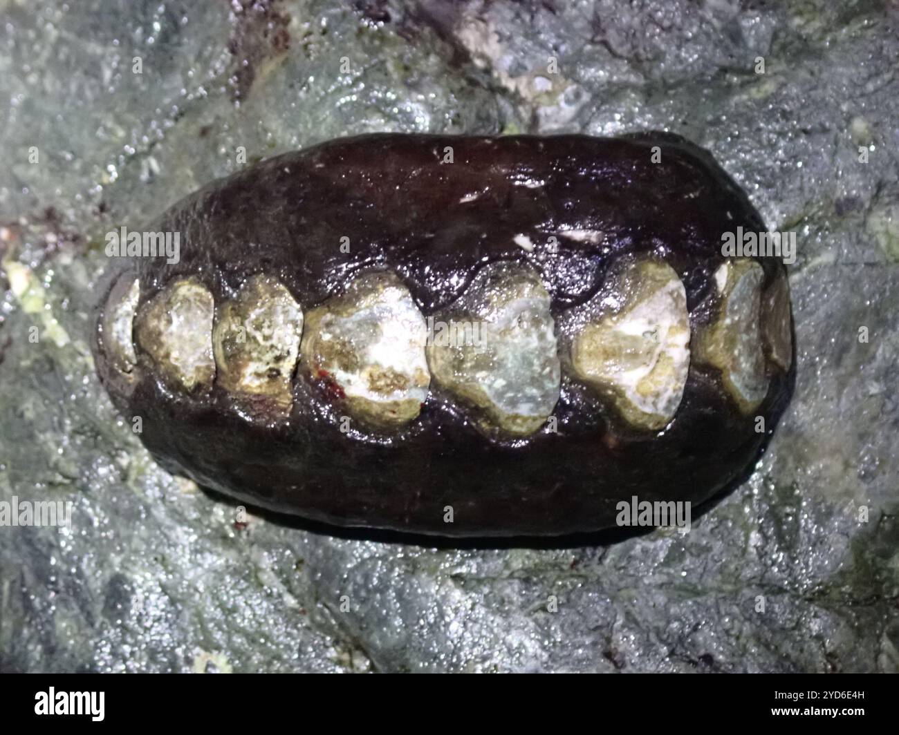 Black Leather Chiton (Katharina tunicata Stock Photo - Alamy