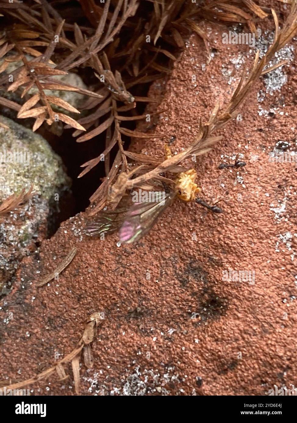 Longhorn Crazy Ant (Paratrechina longicornis Stock Photo - Alamy