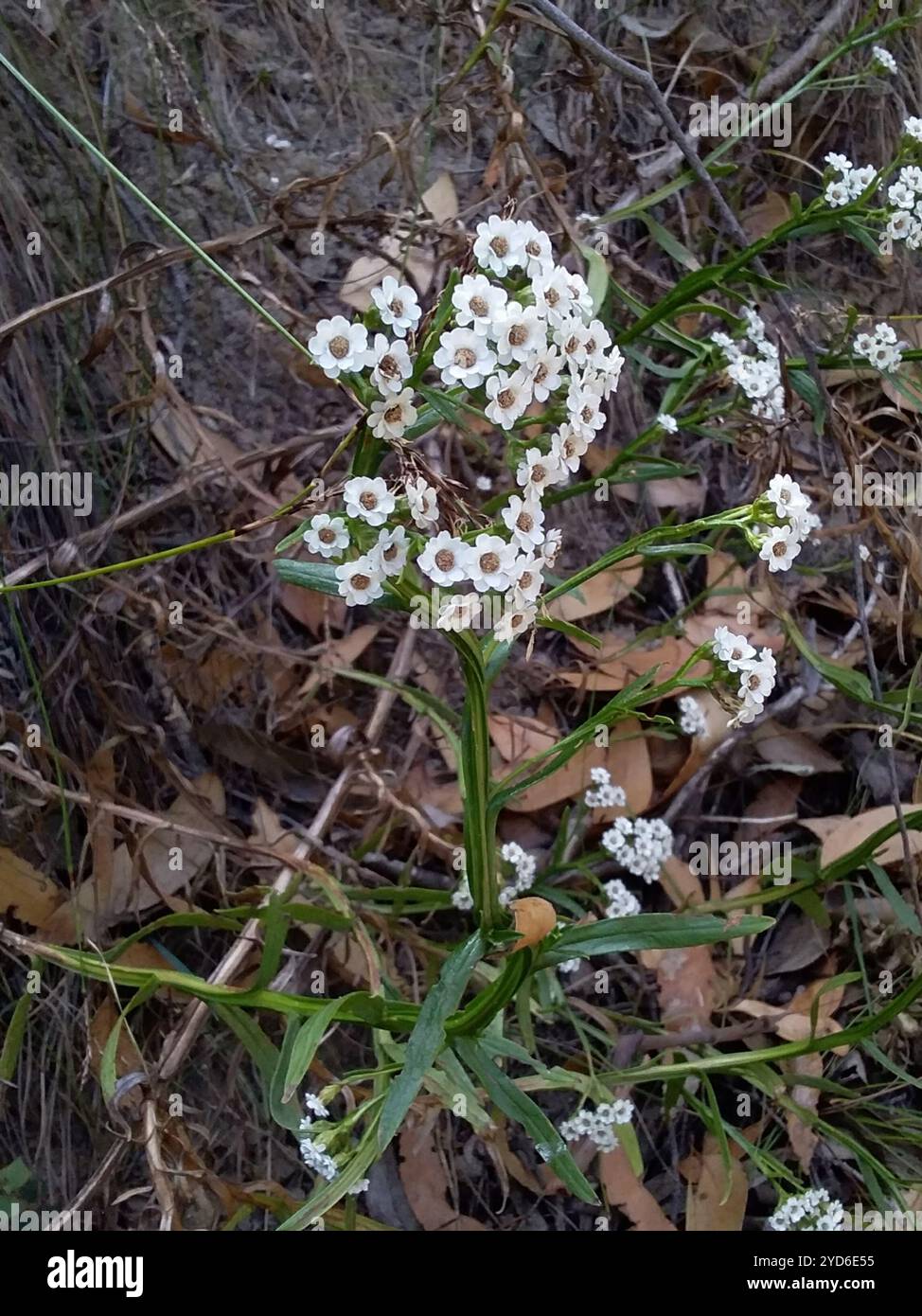 Fire Daisy (Ixodia achillaeoides alata Stock Photo - Alamy