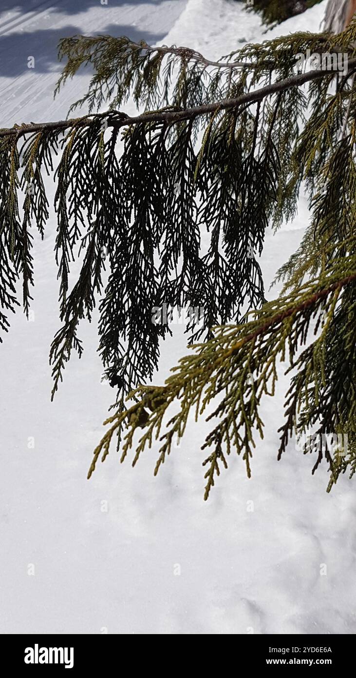 Alaska yellow cedar (Callitropsis nootkatensis Stock Photo - Alamy