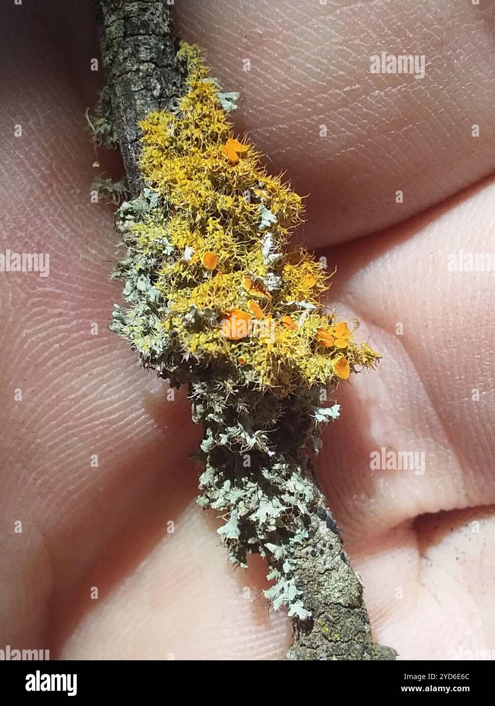 Golden-eye Lichen (Teloschistes chrysophthalmus Stock Photo - Alamy