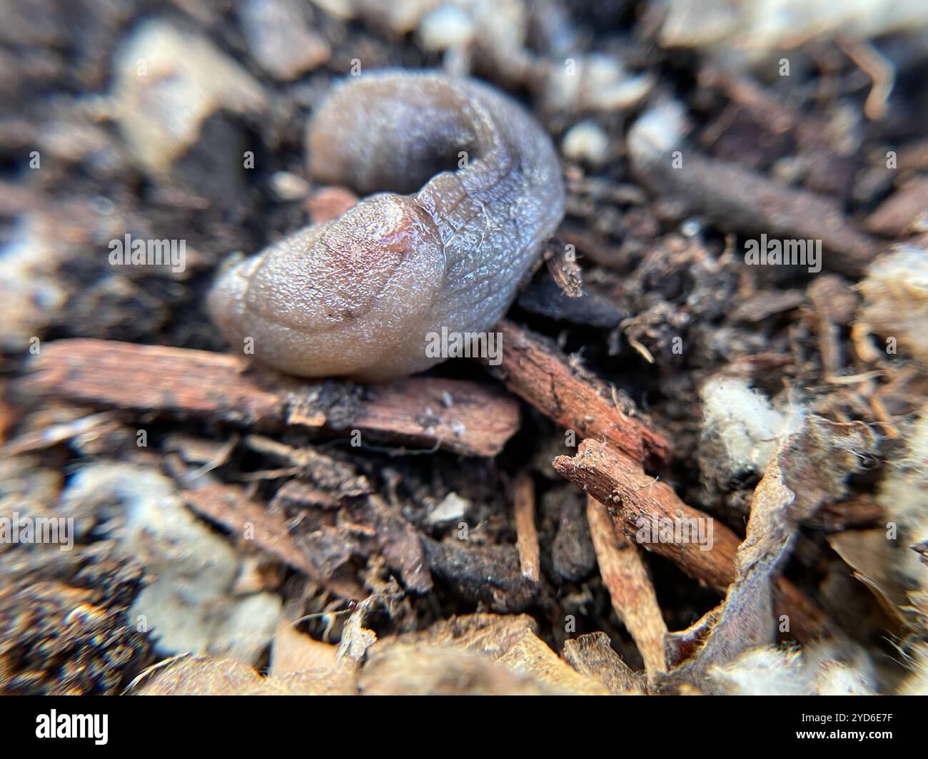 Greenhouse Slug (Milax gagates Stock Photo - Alamy