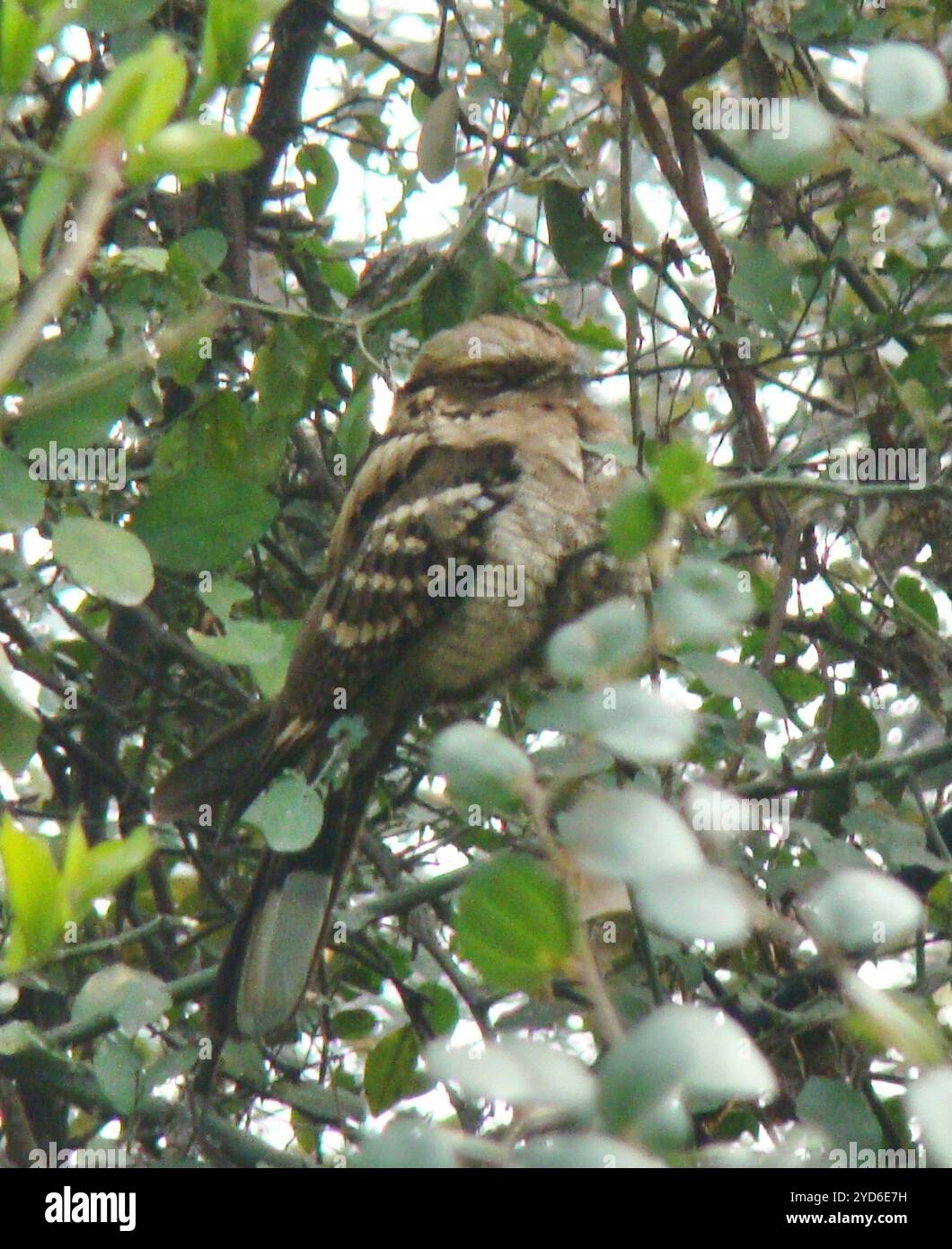 Large-tailed Nightjar (Caprimulgus macrurus Stock Photo - Alamy