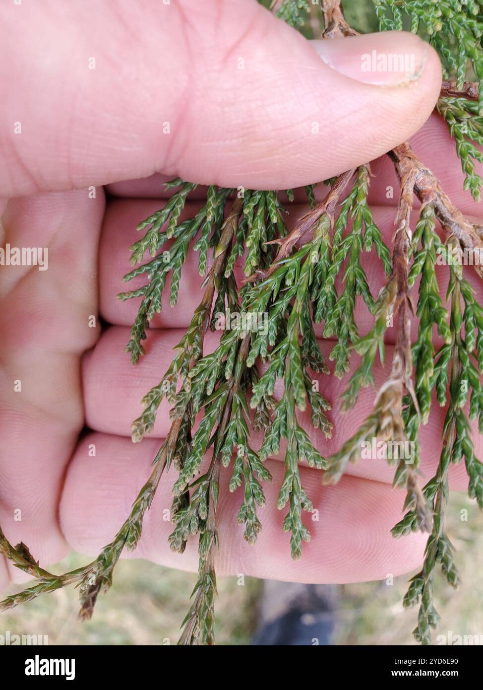 Seaside Juniper (Juniperus maritima Stock Photo - Alamy