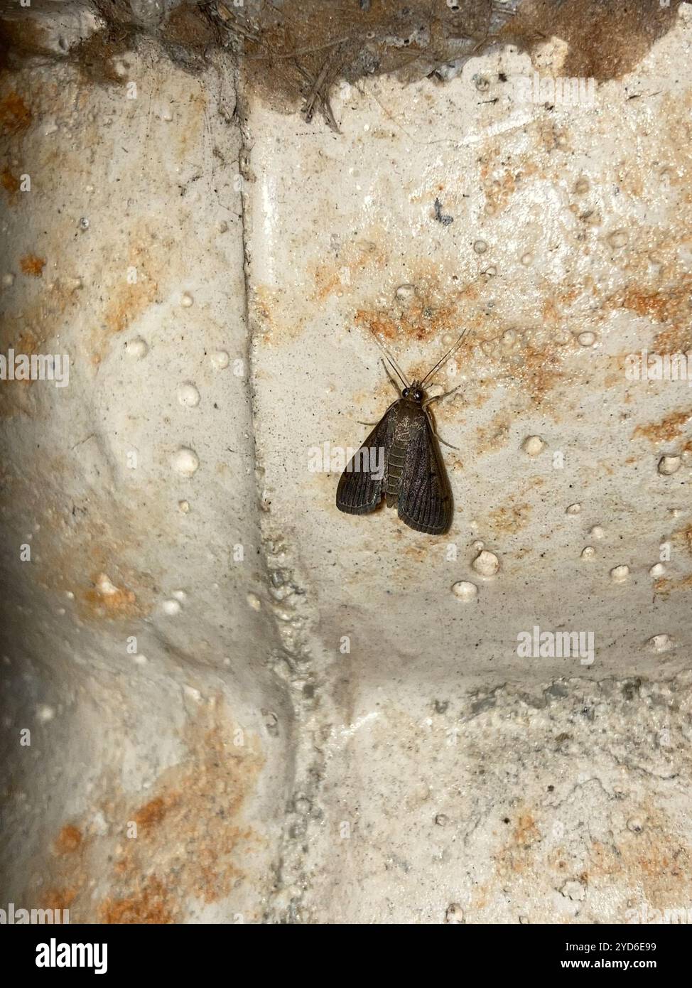 Dusky Herpetogramma Moth (Herpetogramma phaeopteralis Stock Photo - Alamy