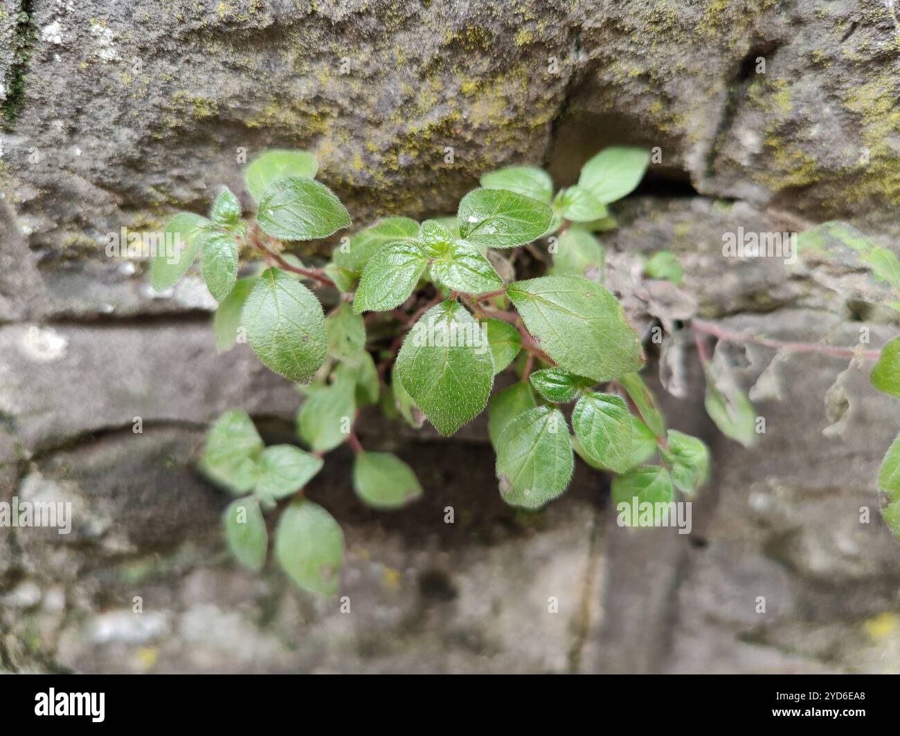 pellitory-of-the-wall (Parietaria judaica Stock Photo - Alamy