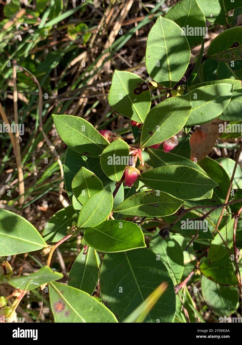 fetterbush lyonia (Lyonia lucida Stock Photo - Alamy