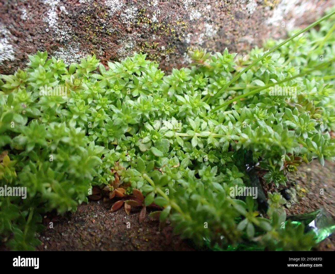 tiny bedstraw (Galium murale Stock Photo - Alamy