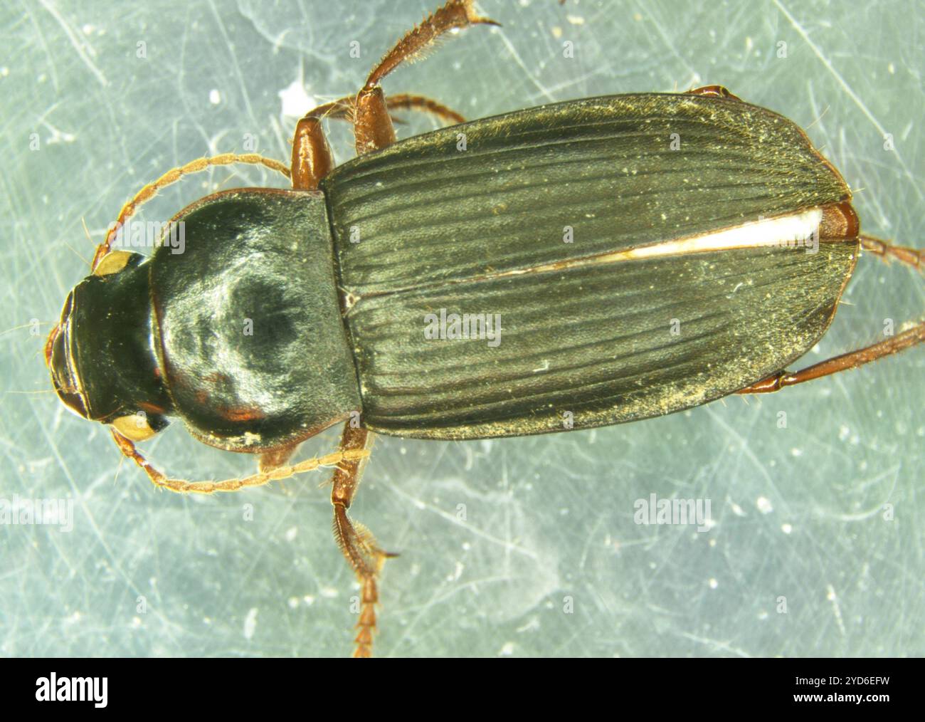 Strawberry Seed Beetle (Harpalus rufipes Stock Photo - Alamy