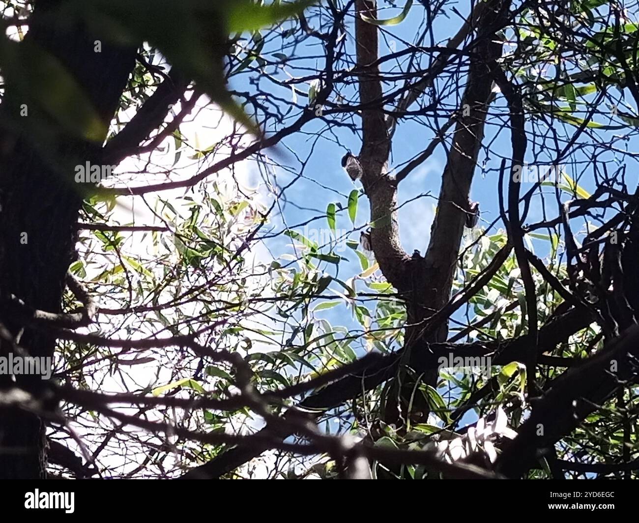 Black Prince (Psaltoda plaga Stock Photo - Alamy