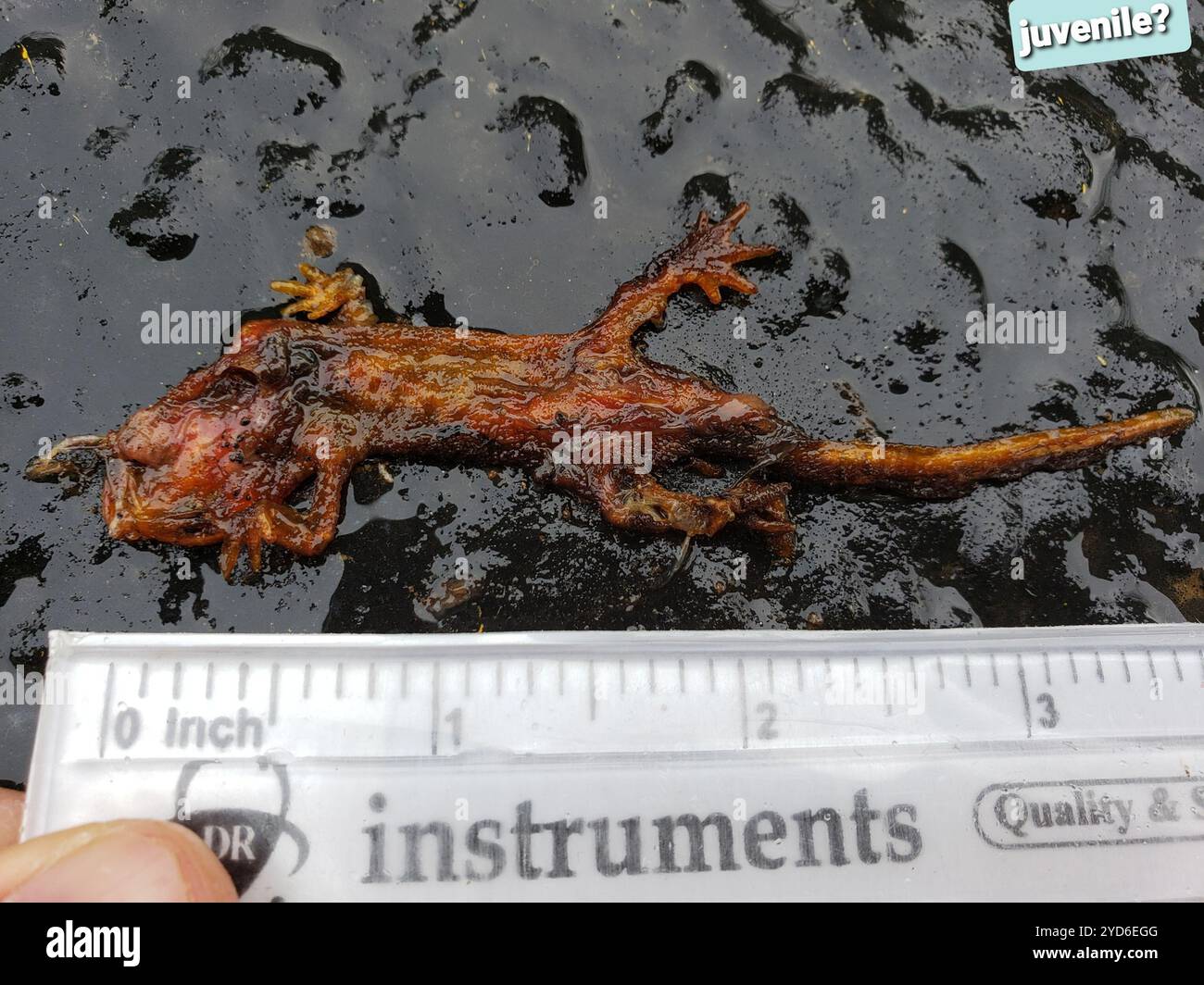 Pacific Newts (Taricha Stock Photo - Alamy