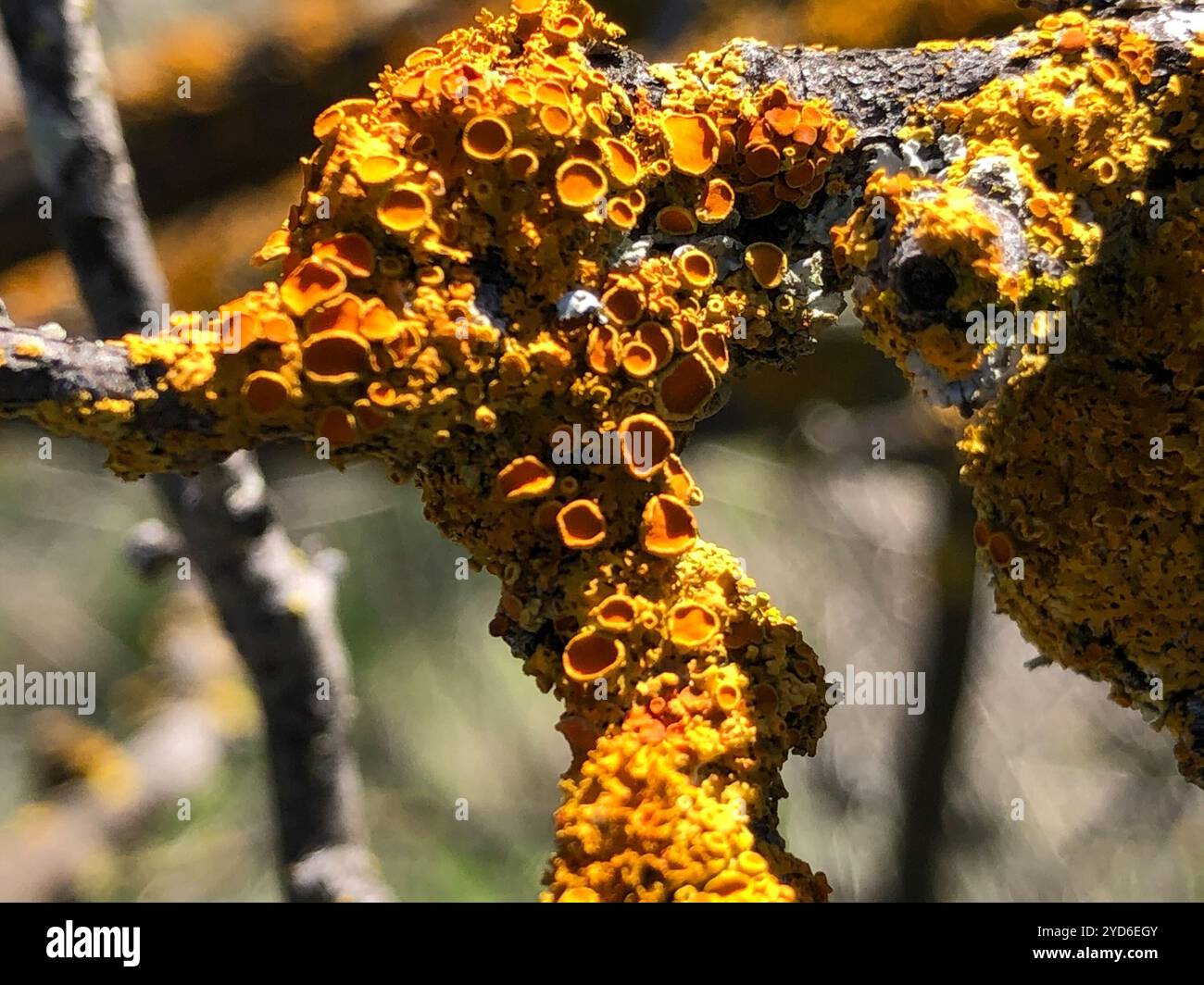 Pin-cushion Sunburst Lichen (Polycauliona polycarpa Stock Photo - Alamy