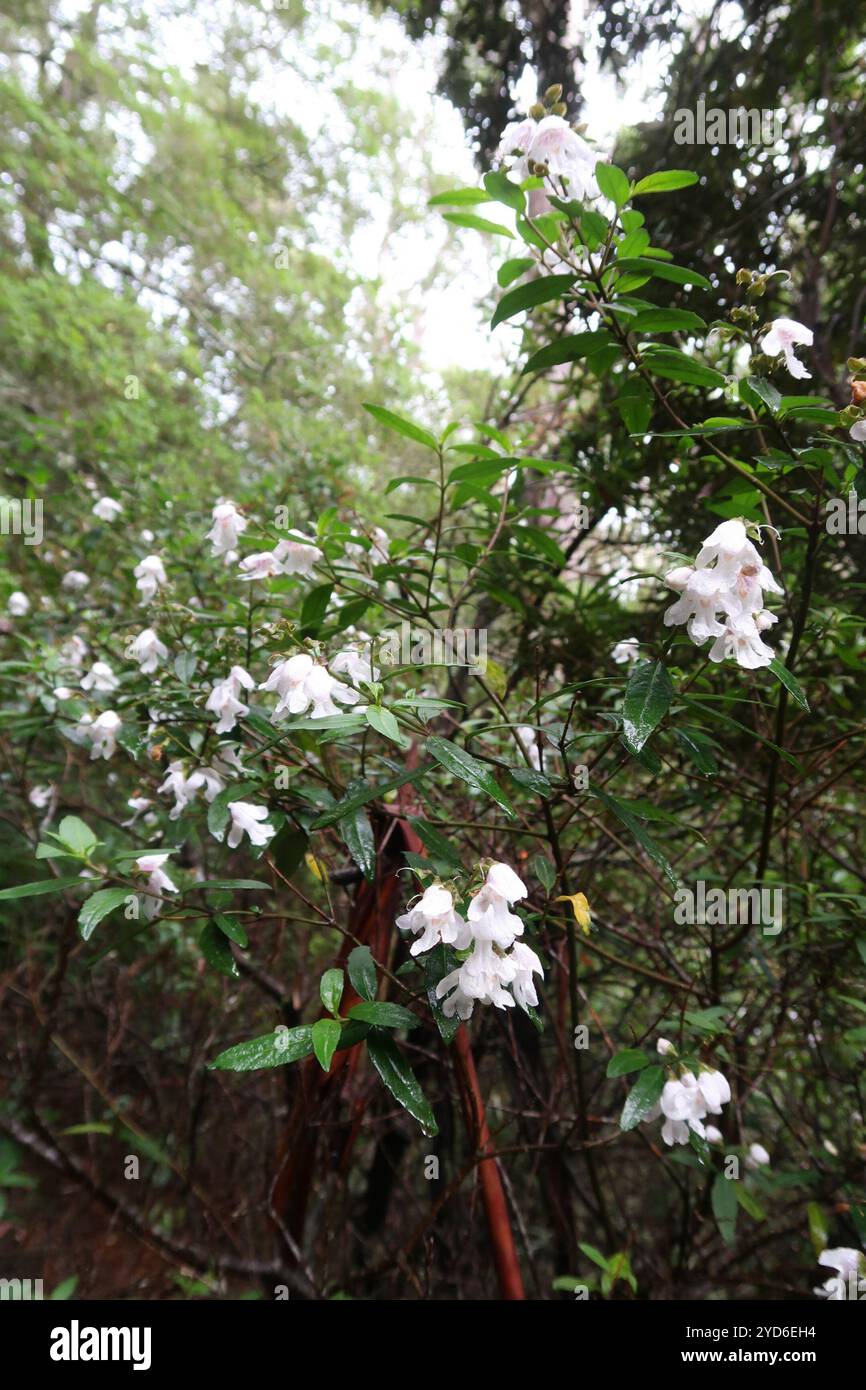 Christmas Bush (Prostanthera lasianthos Stock Photo - Alamy