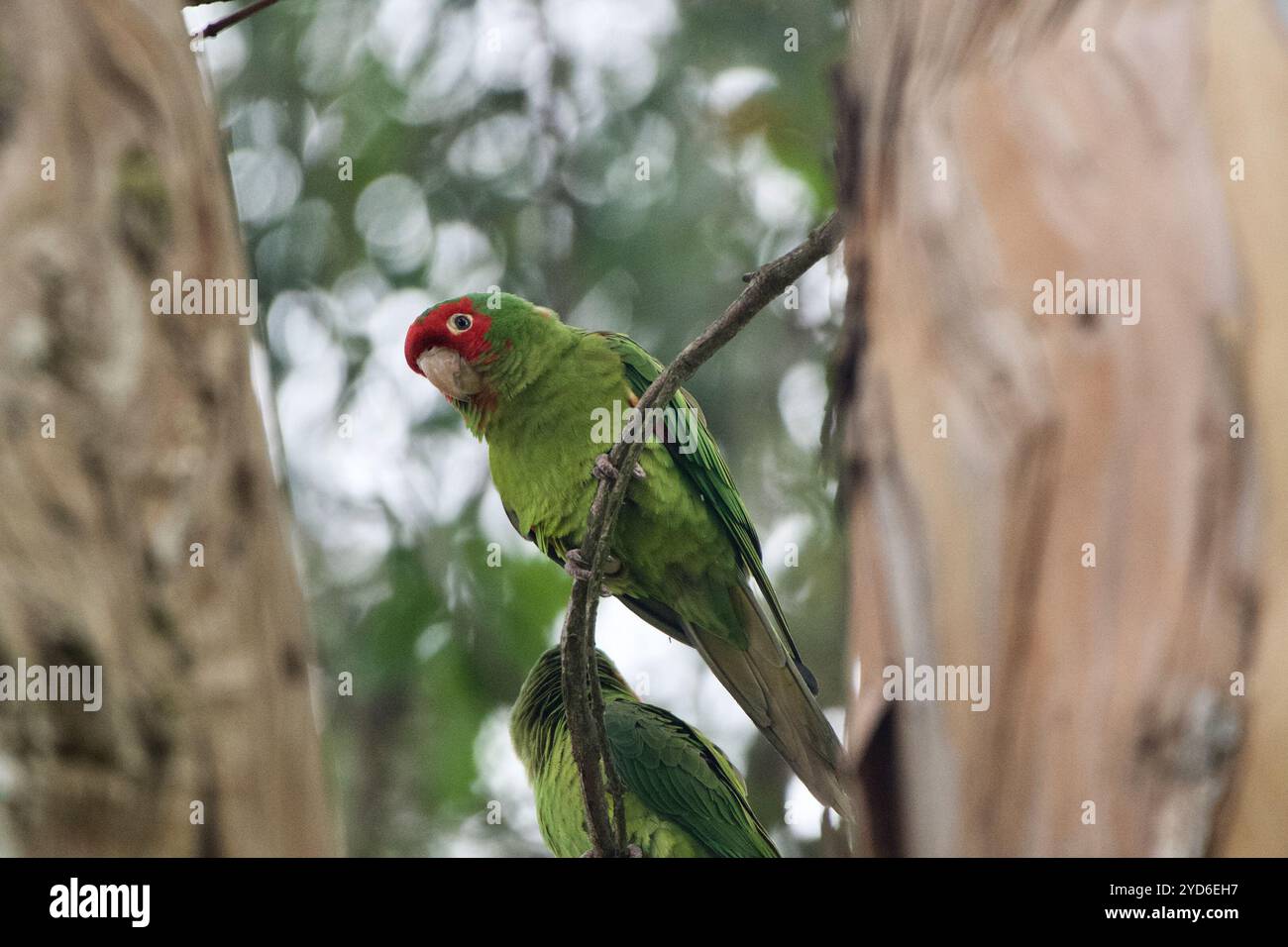 Red-masked Parakeet (Psittacara erythrogenys Stock Photo - Alamy
