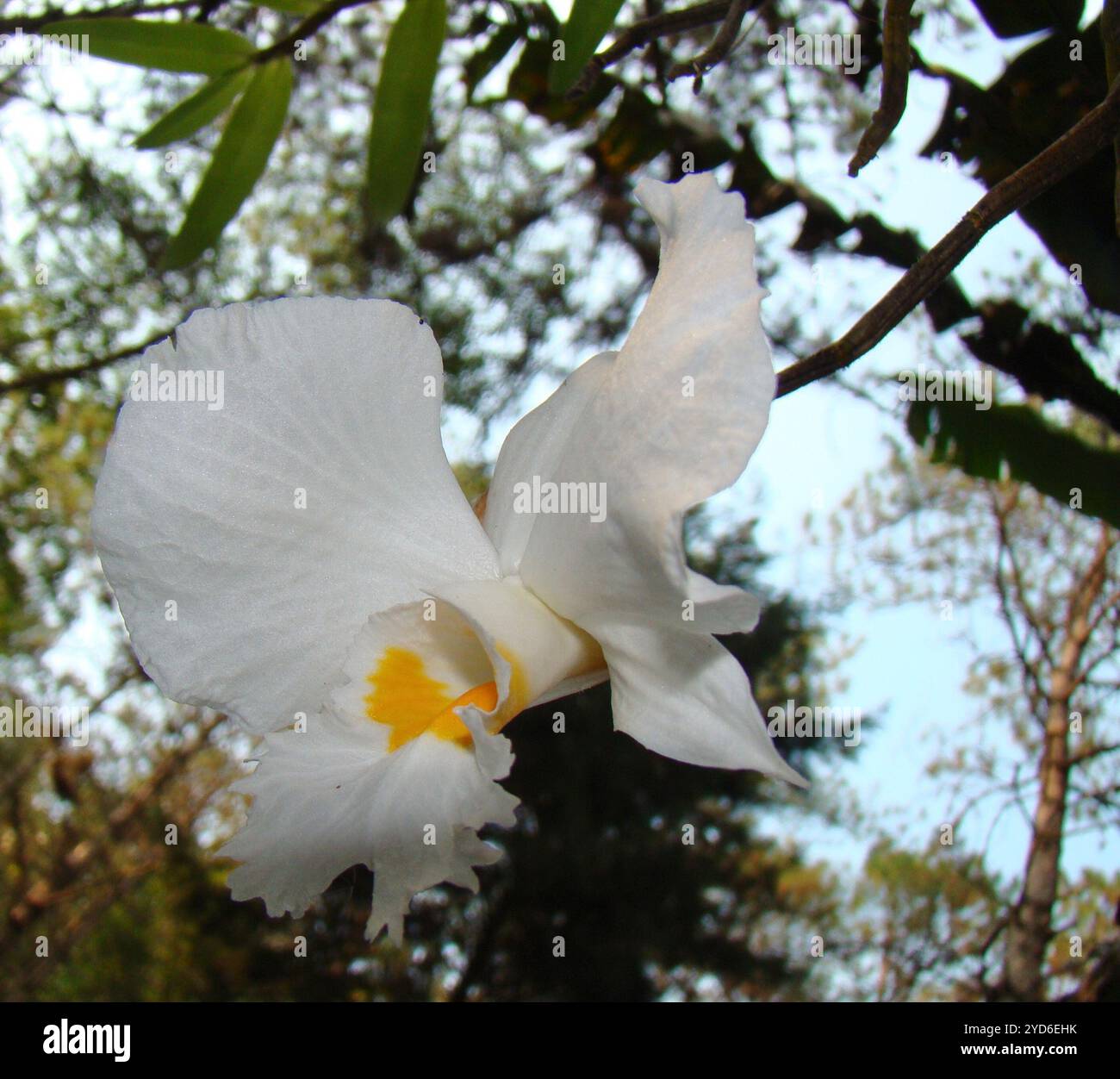 Dendrobium infundibulum hi-res stock photography and images - Alamy