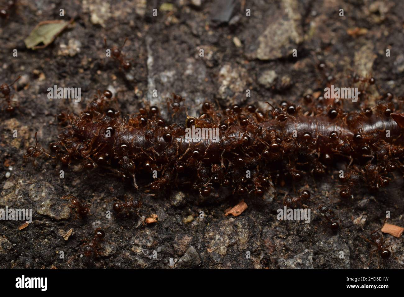 Pristomyrmex punctatus hi-res stock photography and images - Alamy