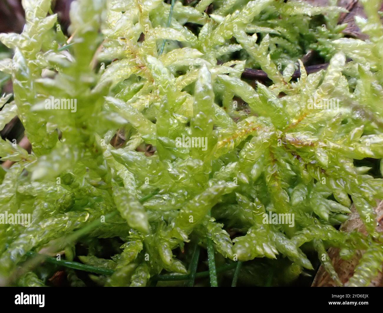 Neat Feather-moss (Pseudoscleropodium purum Stock Photo - Alamy