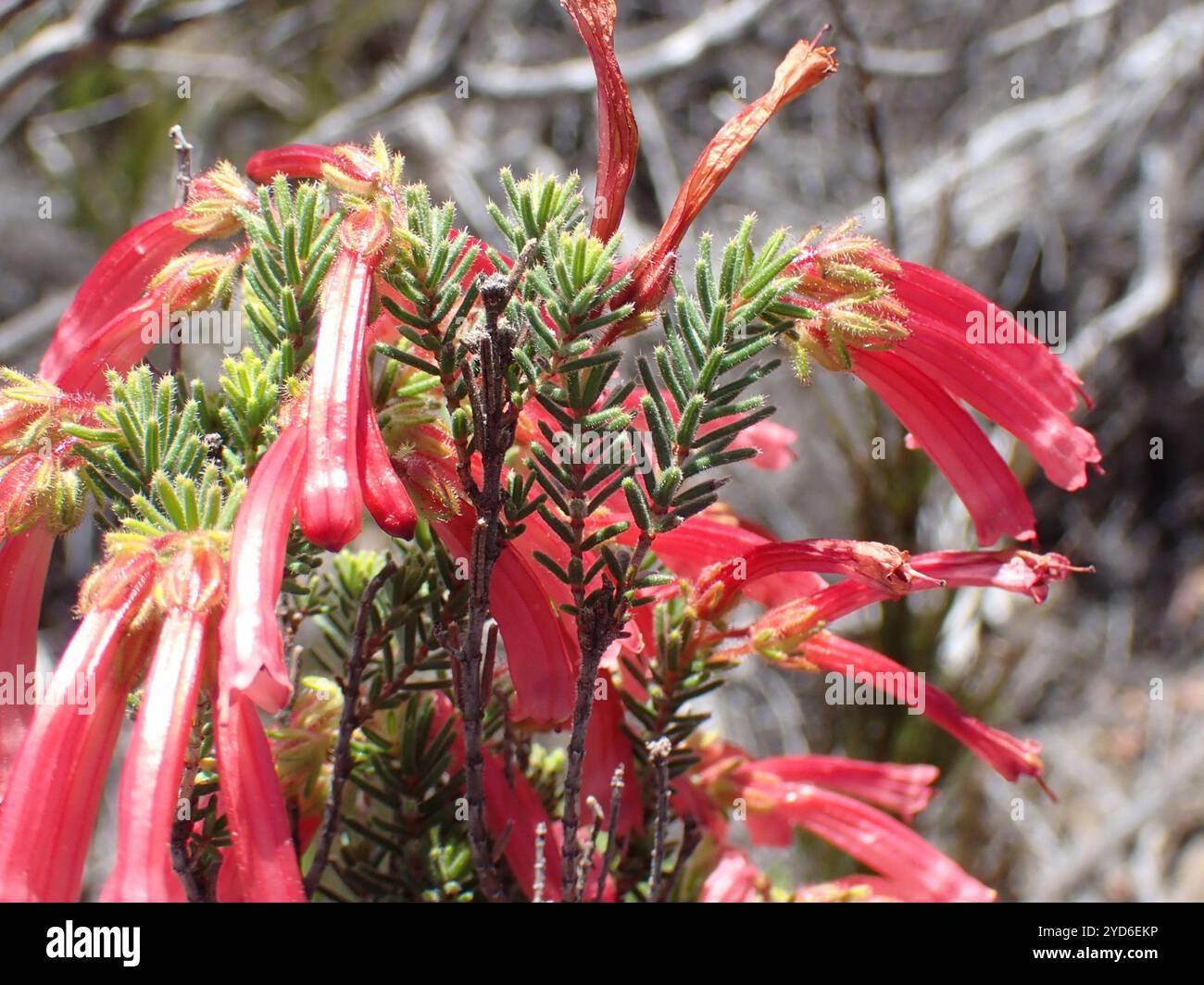 Common Glandular Heath (Erica glandulosa glandulosa Stock Photo - Alamy
