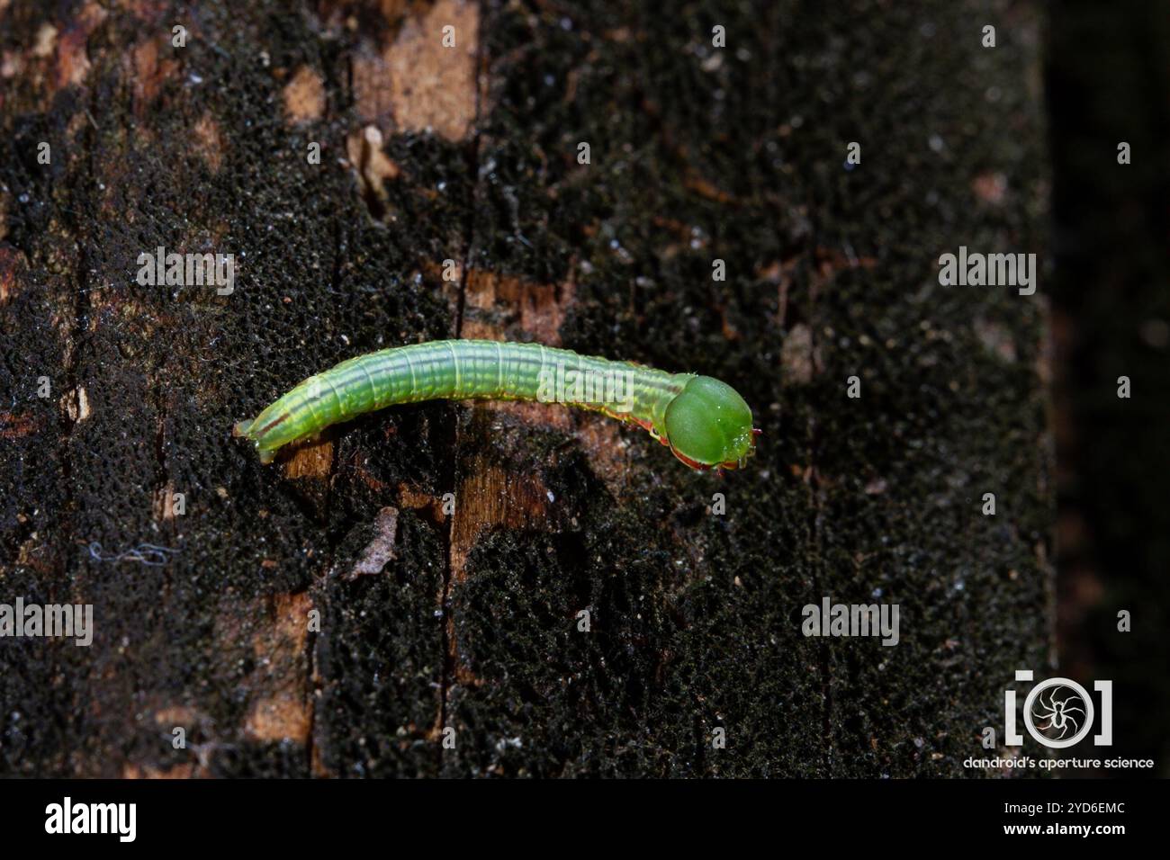 Angulose Prominent (Peridea angulosa Stock Photo - Alamy