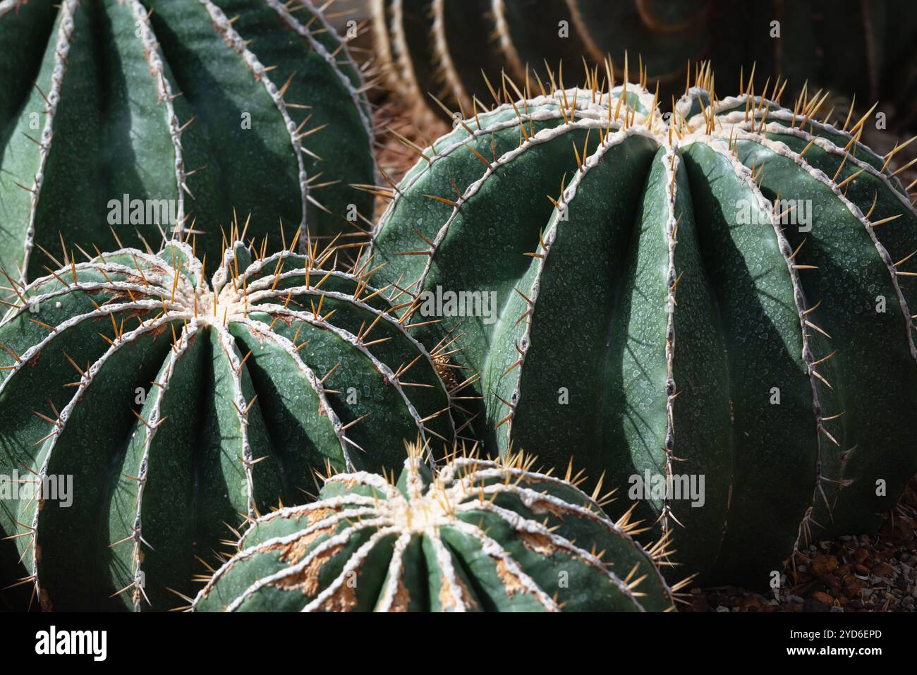 Huge Ferocactus glaucescens blue barrel cactus grows in botanical ...