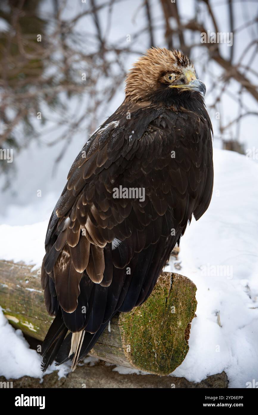 Golden eagle (Aquila chrysaetos) ruffled and freezing Ñ old winter ...