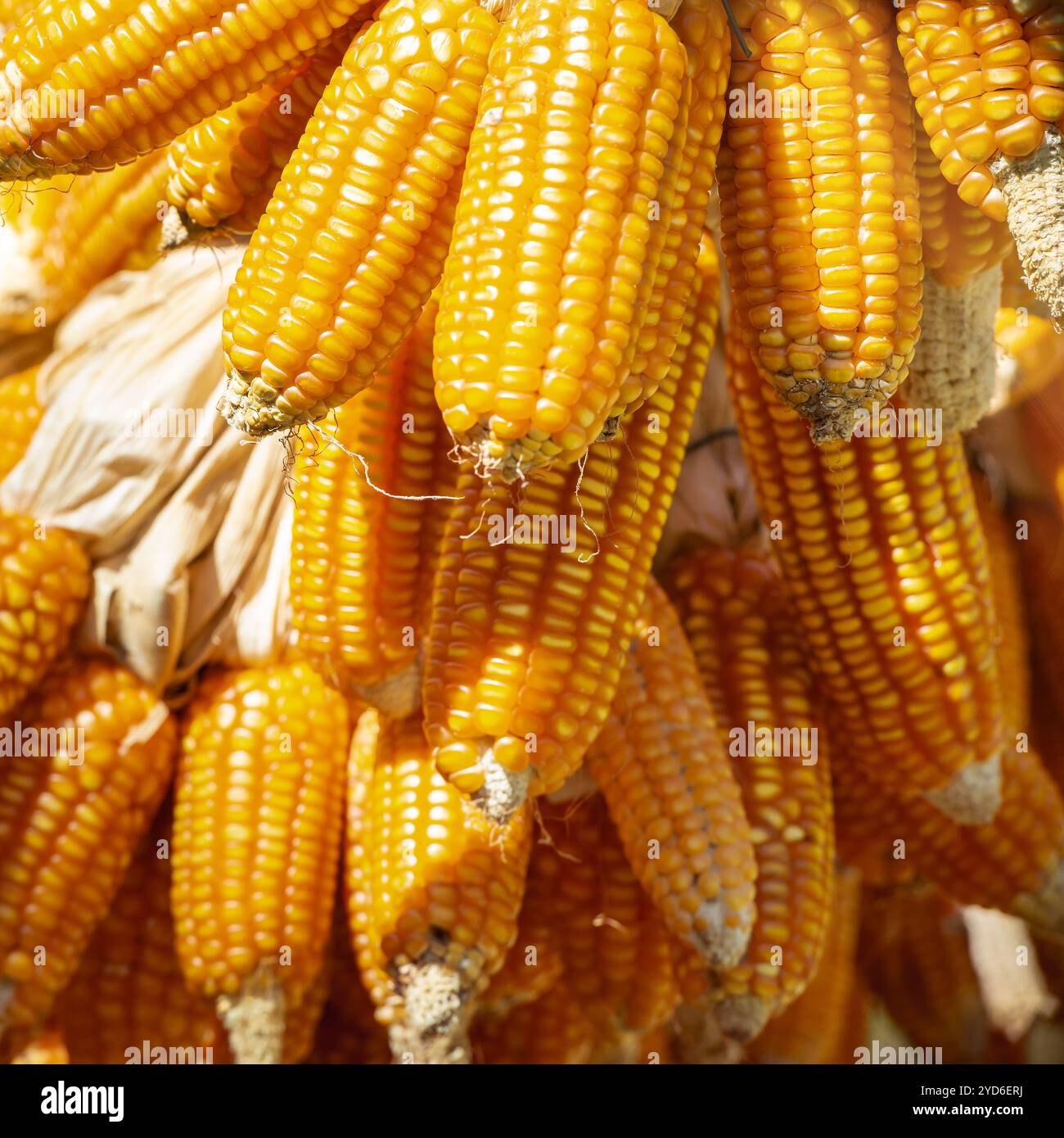 Bunch of ear of ripe sweet corn agricultural background Stock Photo - Alamy