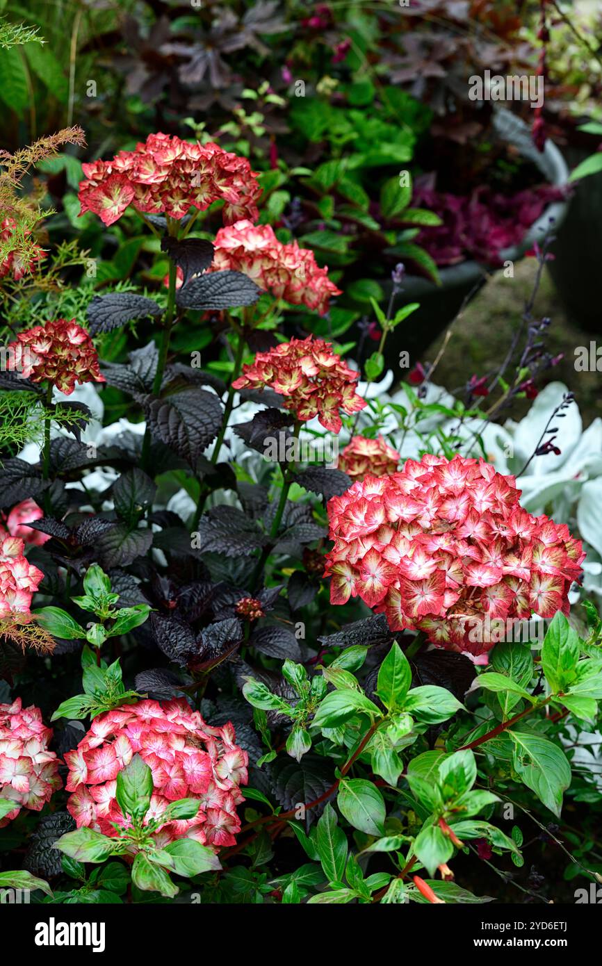 Hydrangea macrophylla Miss Saori,galvanised tub,container gardening ...