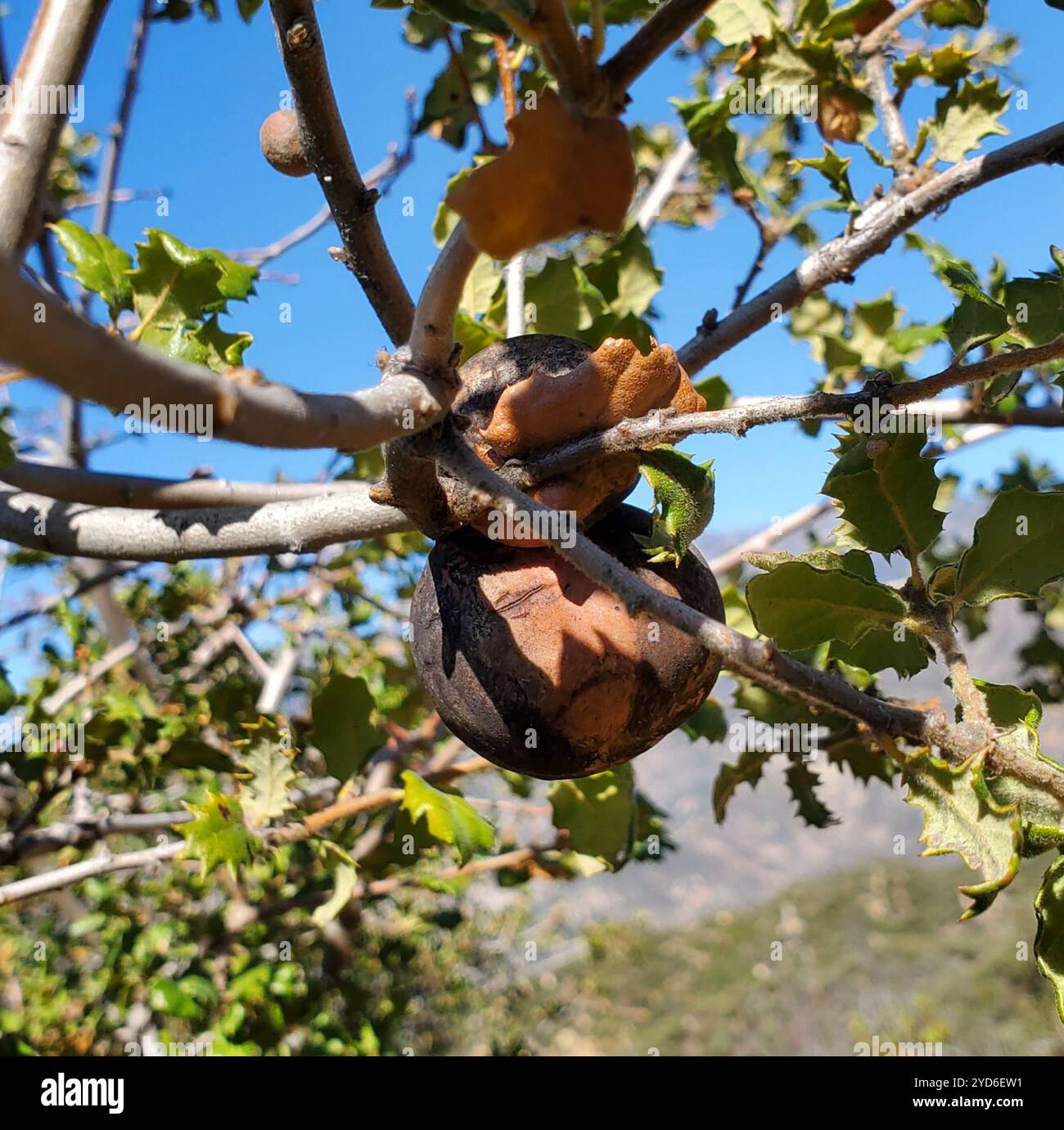 California Gall Wasp (Andricus quercuscalifornicus Stock Photo - Alamy