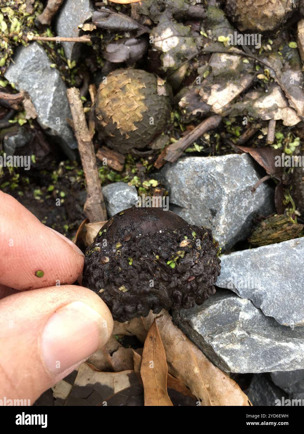 overcup oak (Quercus lyrata Stock Photo - Alamy