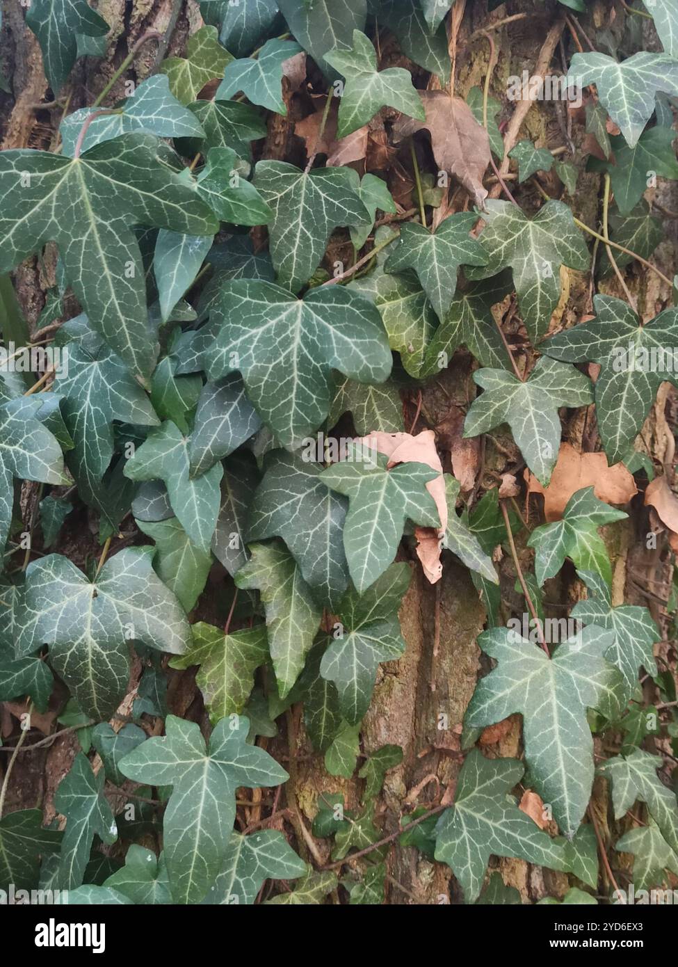 common ivy (Hedera helix Stock Photo - Alamy