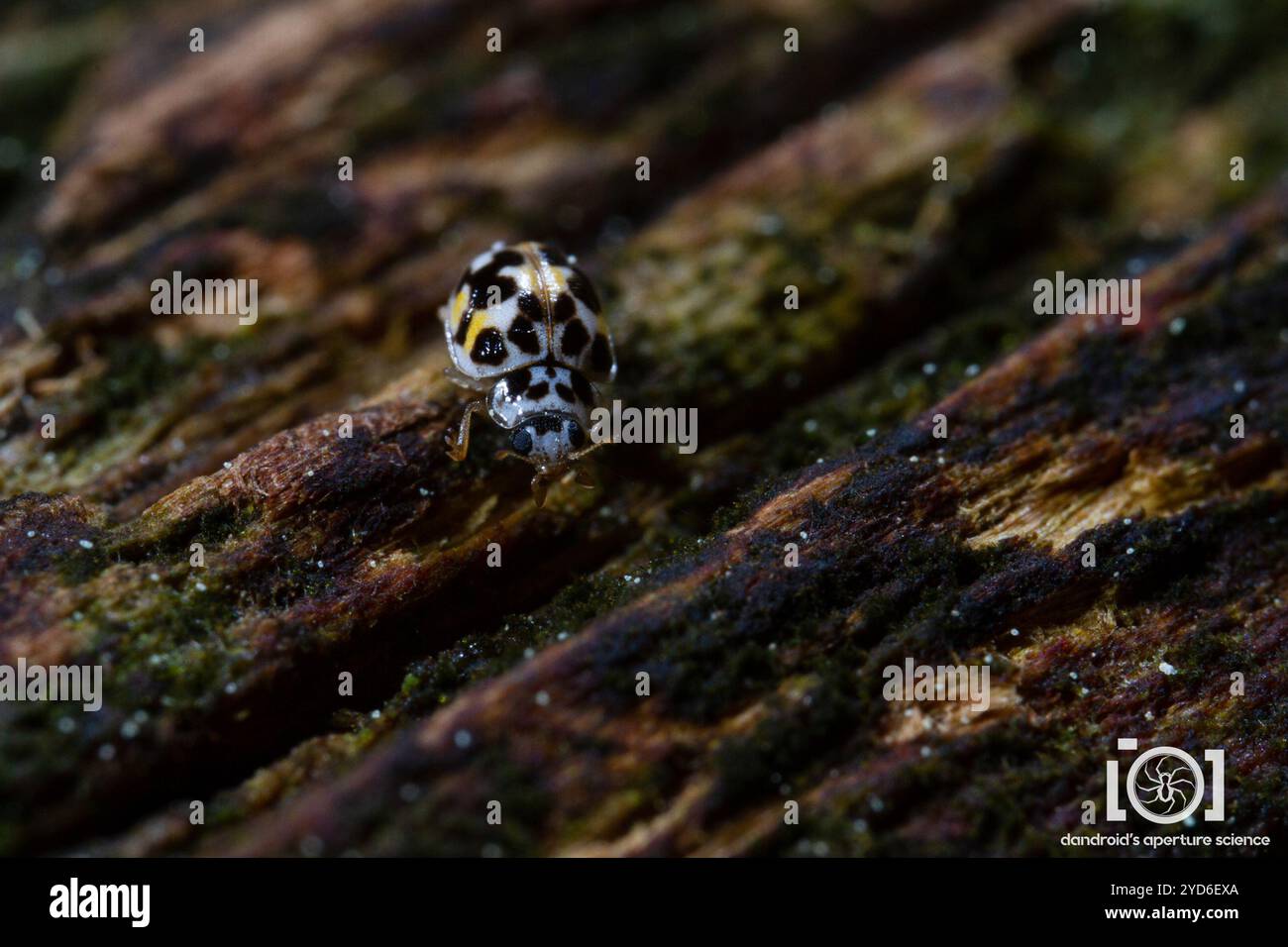 Twenty-spotted Lady Beetle (Psyllobora vigintimaculata Stock Photo - Alamy