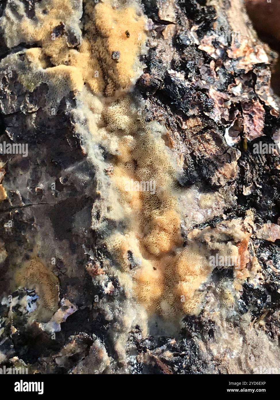 Mustard Yellow Polypore (Fuscoporia gilva Stock Photo - Alamy