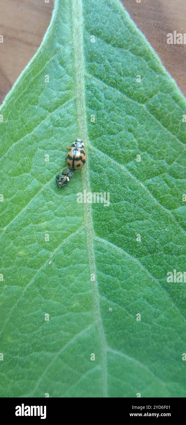 Cheilomenes sexmaculata hi-res stock photography and images - Alamy