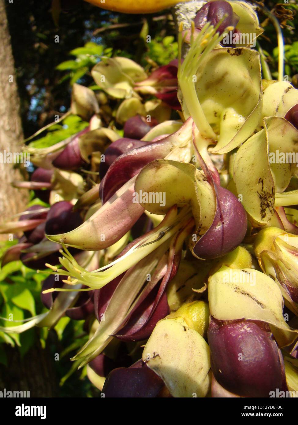 long-fruited mucuna (Mucuna macrocarpa Stock Photo - Alamy