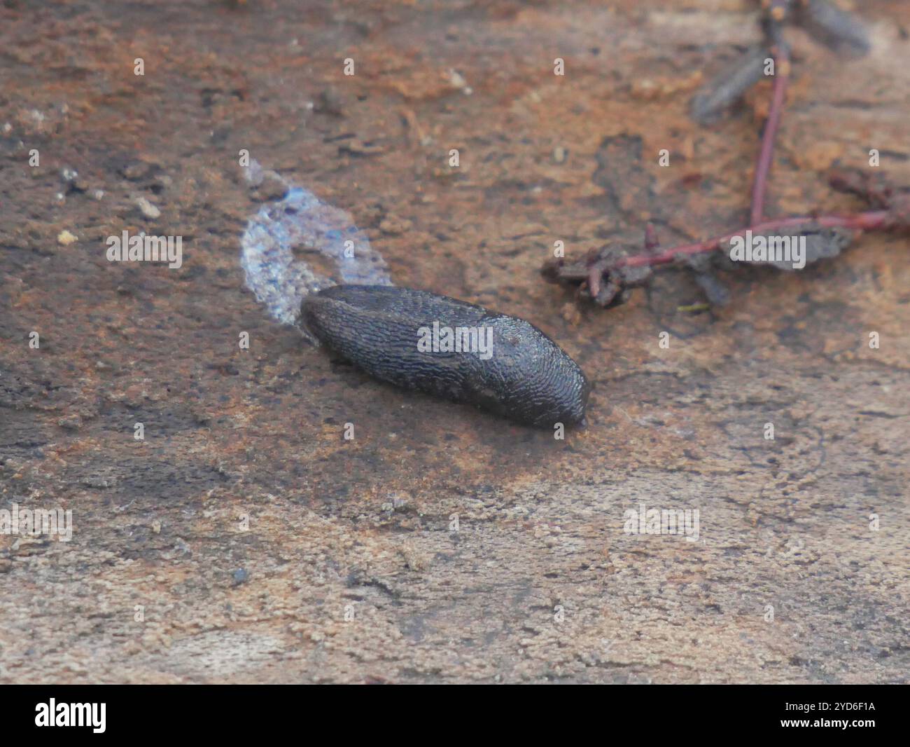 Leopard Slug (Limax maximus Stock Photo - Alamy