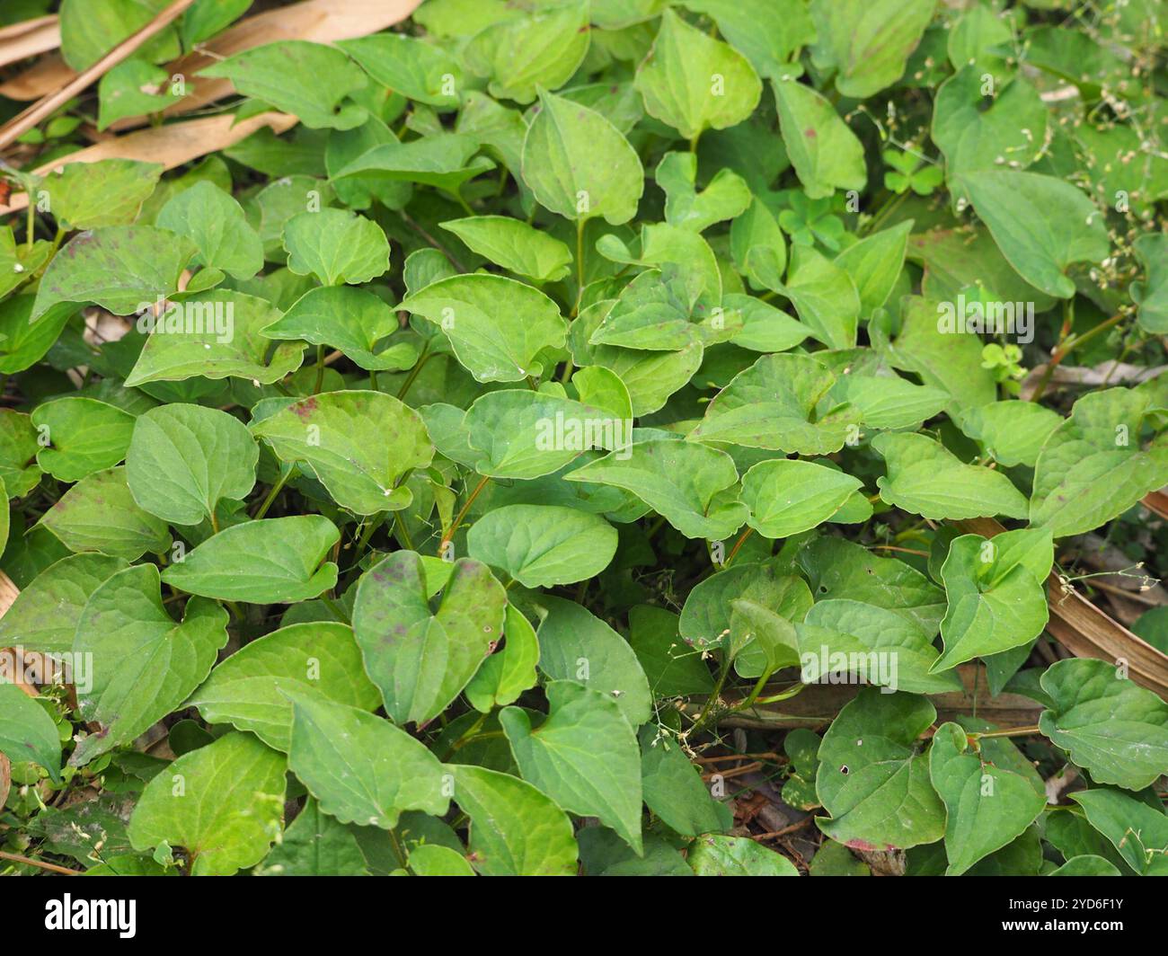 Chameleon Plant (Houttuynia cordata Stock Photo - Alamy