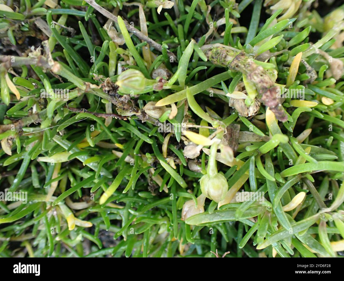 Greater Sea-spurry (Spergularia media Stock Photo - Alamy