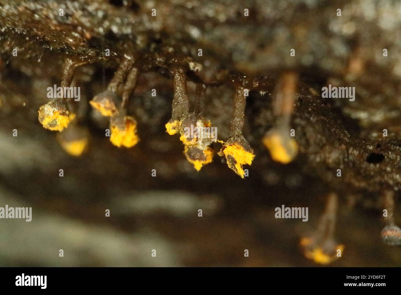 Trichia erecta hi-res stock photography and images - Alamy