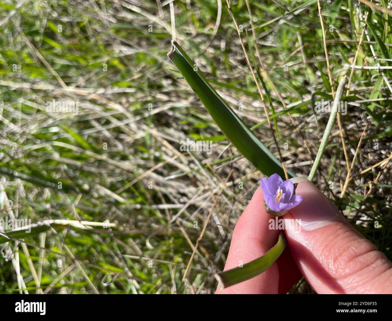 Dipterostemon hi-res stock photography and images - Alamy