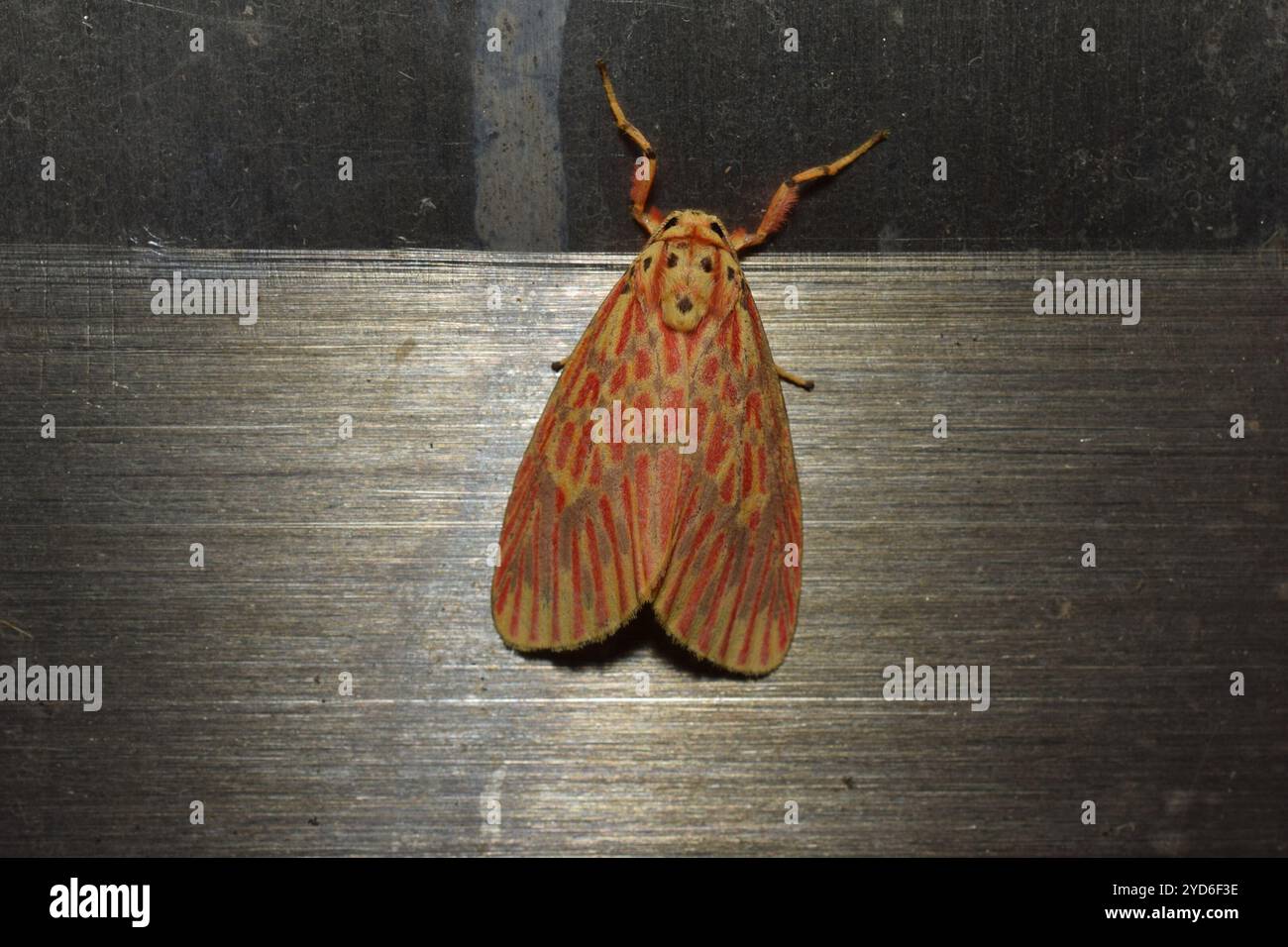 Barsine hi-res stock photography and images - Alamy
