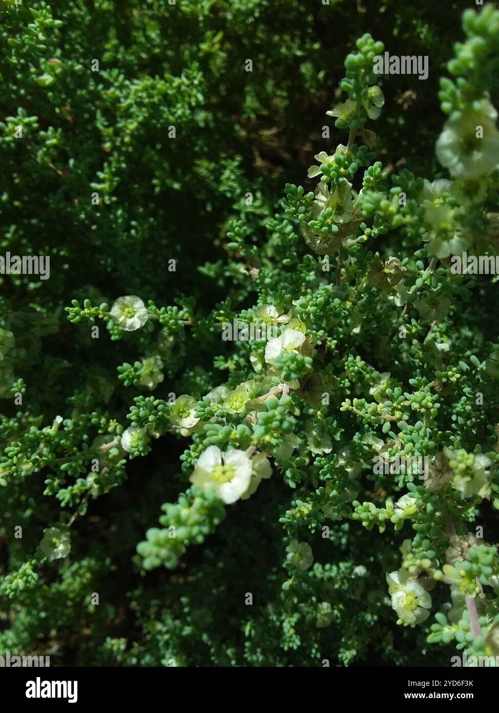 Short-leaf Bluebush (Maireana brevifolia Stock Photo - Alamy