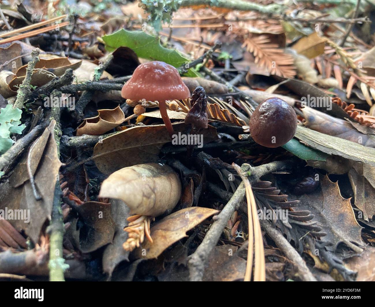 red pinwheel (Marasmius plicatulus Stock Photo - Alamy