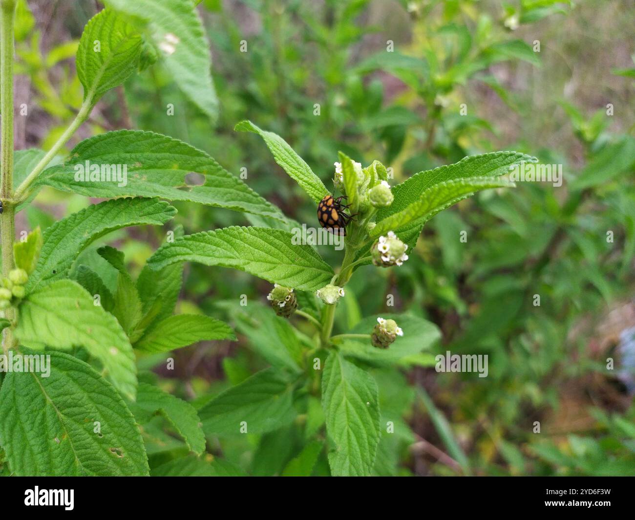 Fever Tea (Lippia javanica Stock Photo - Alamy