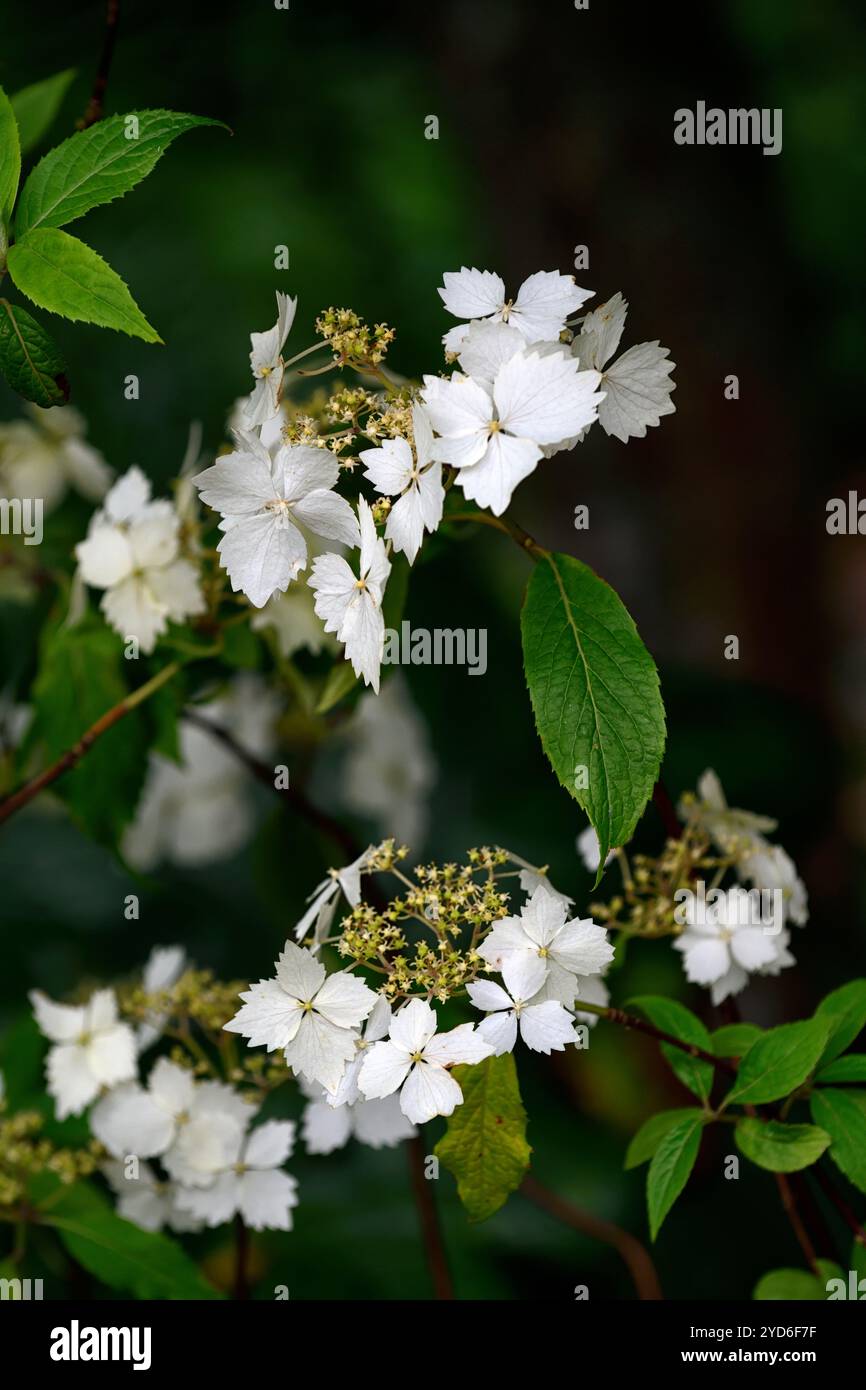 Lacecap hydrange hi-res stock photography and images - Alamy