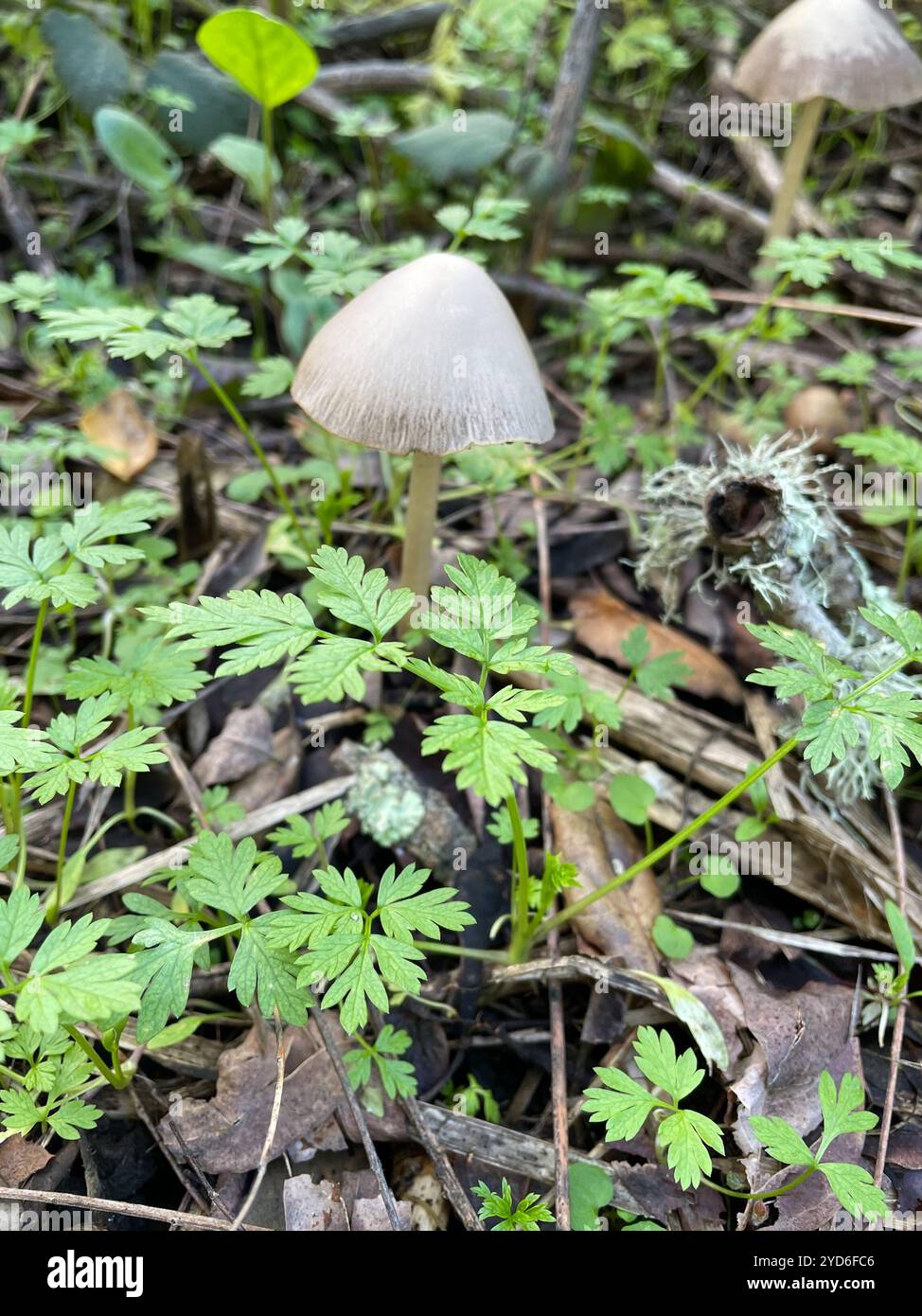 Tall Psathyrella (Psathyrella longipes Stock Photo - Alamy