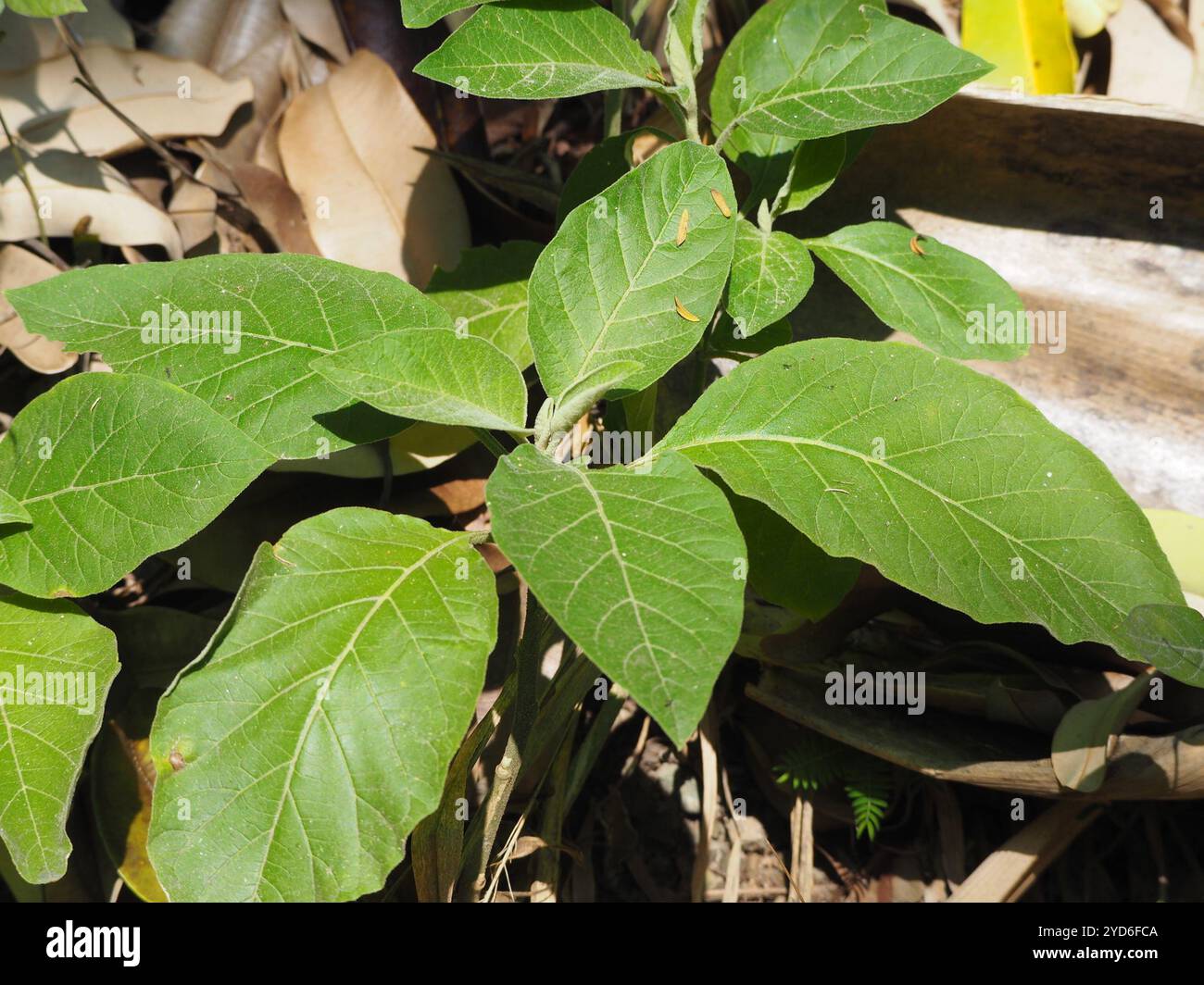 potato tree (Solanum erianthum Stock Photo - Alamy