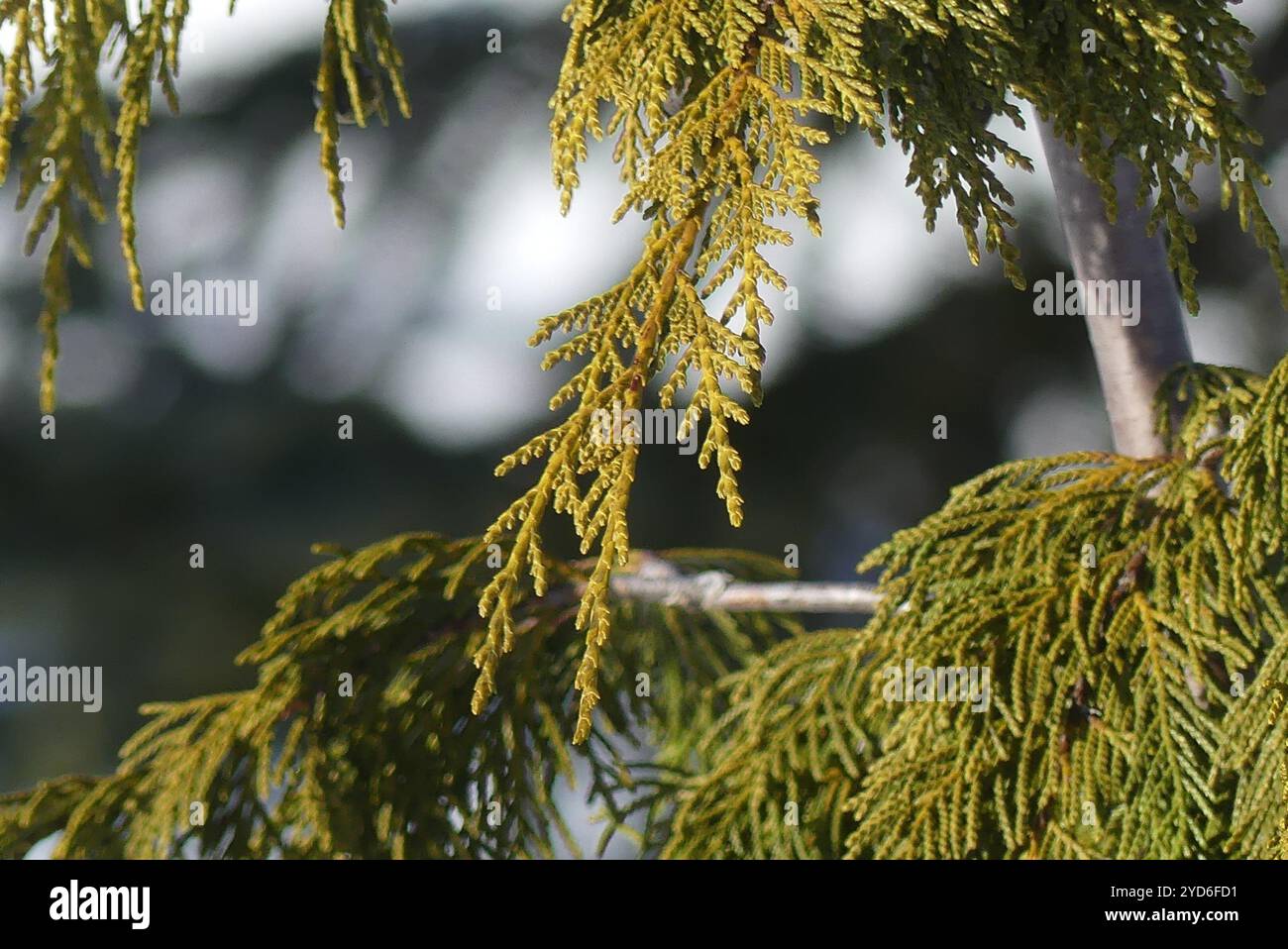 Alaska yellow cedar (Callitropsis nootkatensis Stock Photo - Alamy